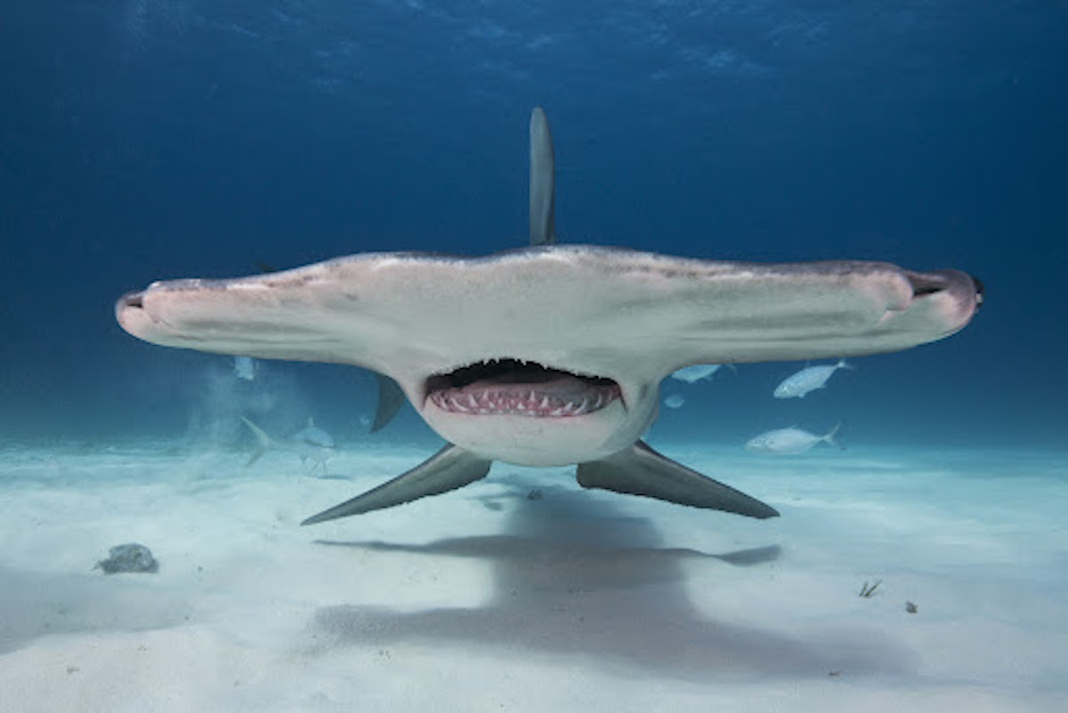 Tem coragem? Os cinco melhores lugares para mergulhar com tubarões no ...